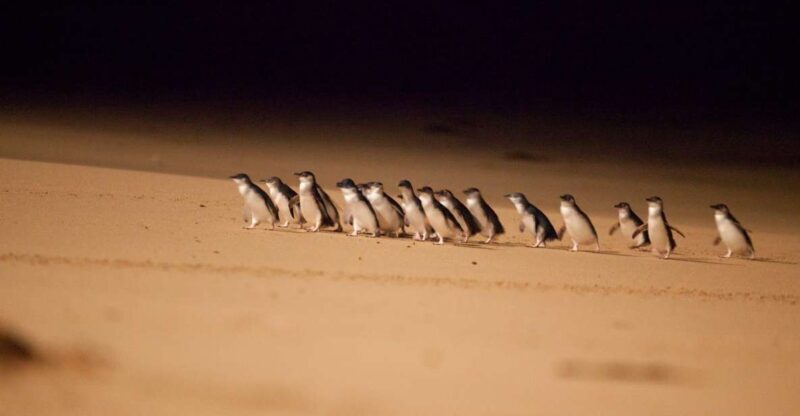 From Melbourne: Penguin Parade Afternoon Tour - A Detailed Look at the Tour Experience