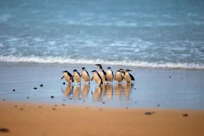 From Melbourne: Penguin Parade and Koalas Tour - Introduction
