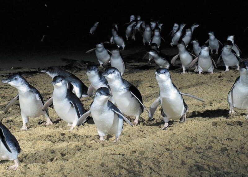 From Melbourne: Penguin Parade, Koalas & Kangaroos - Wildlife at Moonlit Sanctuary Wildlife Conservation Park