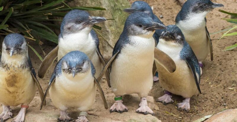 From Melbourne: Penguin Parade, Koalas & Kangaroos - Coastal Walks at Nobbies and Seal Rock