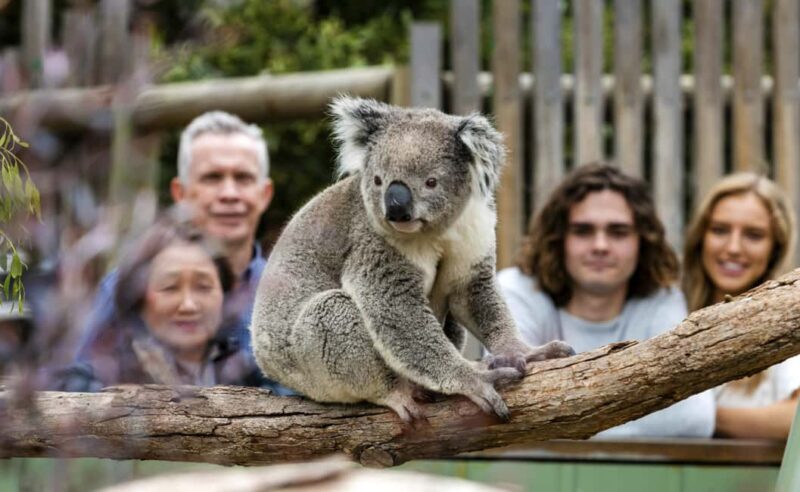 From Melbourne: Penguin Parade, Koalas & Kangaroos - The Cant-miss: Phillip Island Penguin Parade