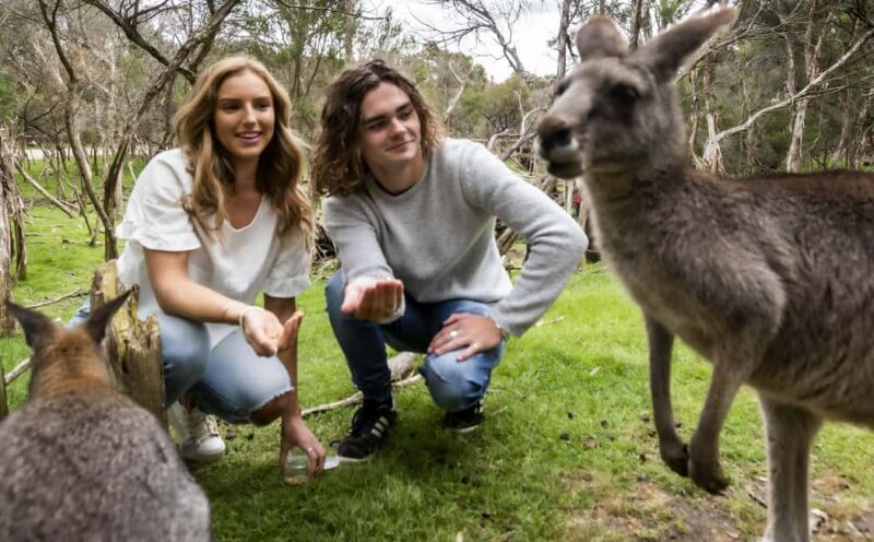 From Melbourne: Penguin Parade, Koalas & Kangaroos - Returning and Reflection
