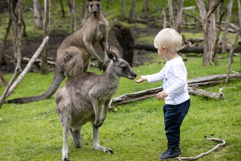 From Melbourne: Penguin Parade, Koalas & Kangaroos - What to Bring and Consider