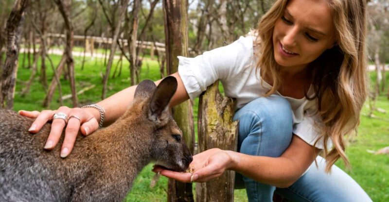 From Melbourne: Penguins and Wildlife Nature Day Tour - Introduction: A Wildlife Lover’s Dream with a Little Hassle