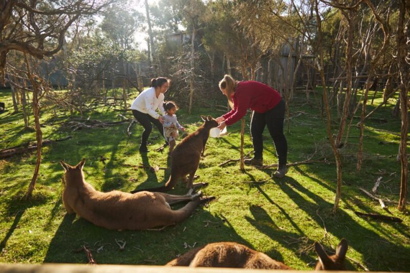 From Melbourne: Penguins and Wildlife Nature Day Tour - Who Should Consider This Tour?