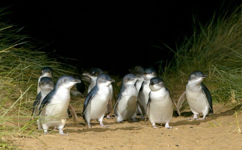 From Melbourne: Penguins and Wildlife Nature Day Tour - The Sum Up: The Best of Wildlife and Coastline in One Day