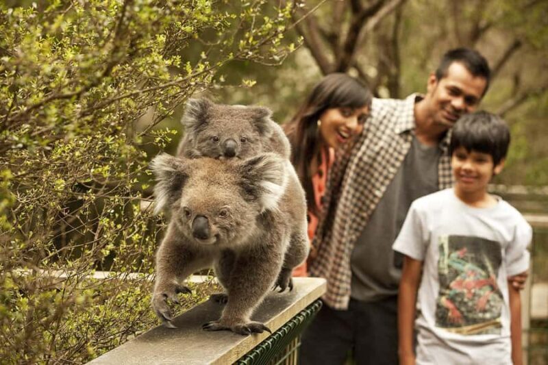 From Melbourne: Phillip Is Penguin Parade & Koala Reserve - Returning to Melbourne