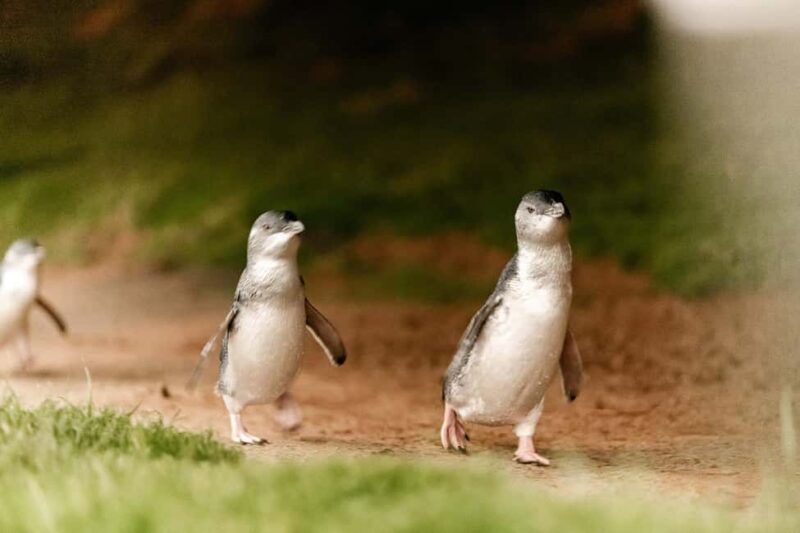 From Melbourne: Phillip Is Penguin Parade & Koala Reserve - Exploring Cape Woolamai Beach and the Surfers