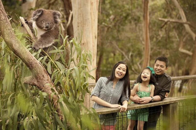 From Melbourne: Phillip Is Penguin Parade & Koala Reserve - The Main Attraction: The Penguin Parade