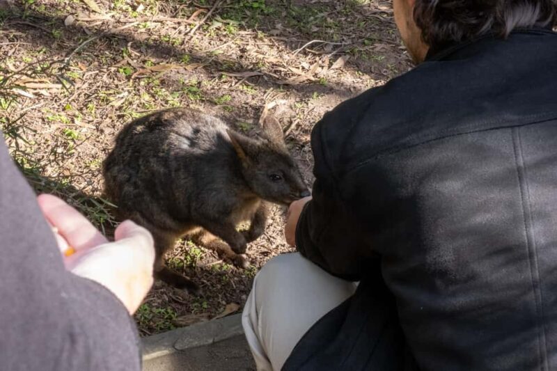 From Melbourne: Phillip Island and Penguin Parade Day Tour - Key Points