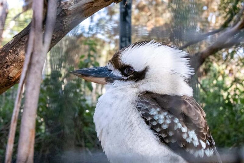 From Melbourne: Phillip Island and Penguin Parade Day Tour - An Honest Look at the Itinerary and Experience