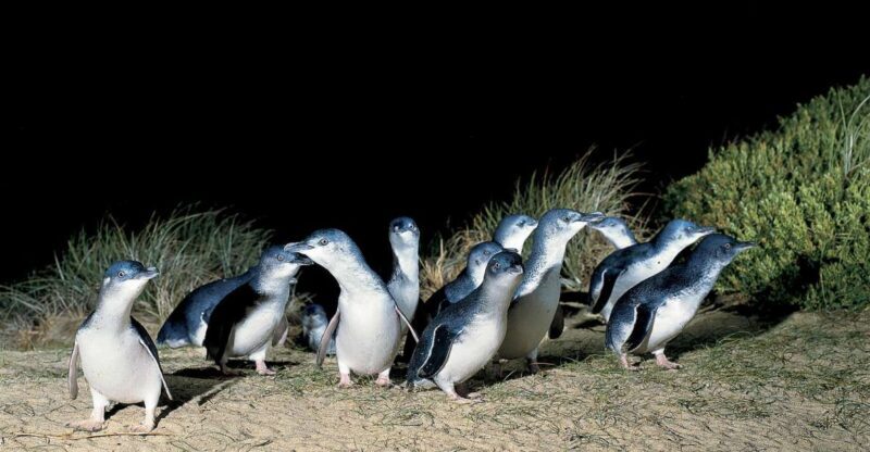 From Melbourne: Phillip Island and Penguin Parade Day Tour - Frequently Asked Questions