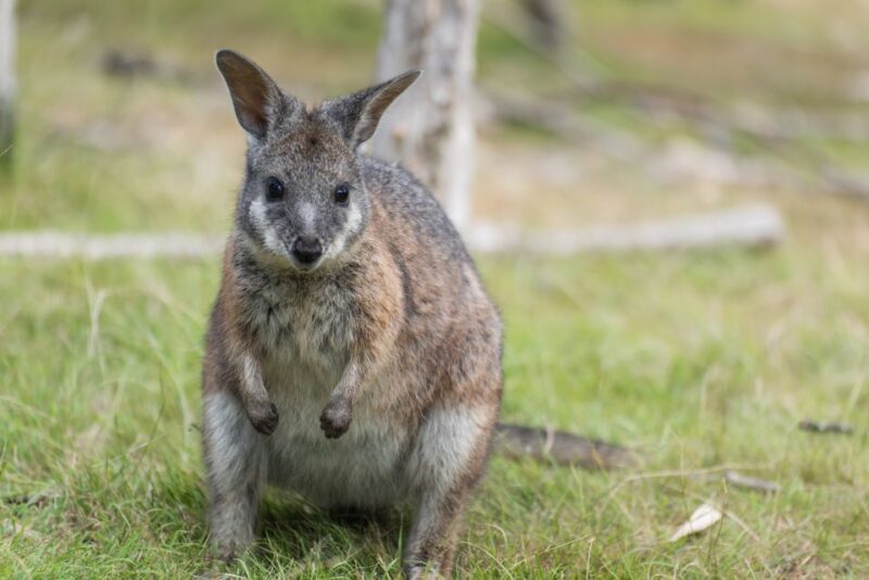 From Melbourne: Phillip Island Penguin Parade Eco Tour - How the Experience Comes Alive