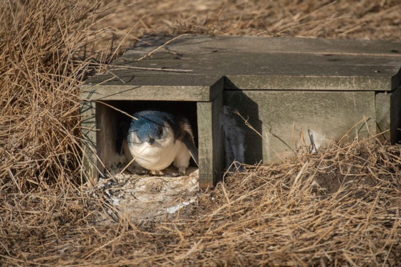 From Melbourne: Phillip Island Penguin Parade Eco Tour - Who Will Love This Tour?