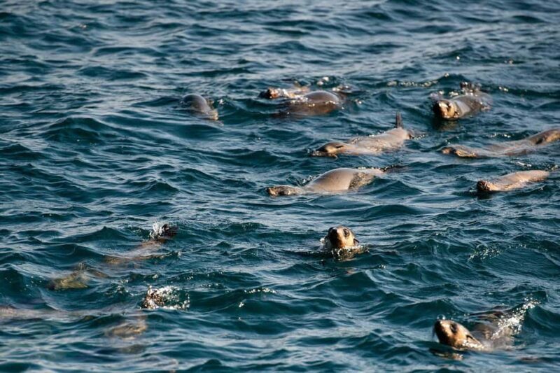 From Melbourne: Phillip Island Penguin Parade Express Tour - An In-Depth Look at the Tour Experience