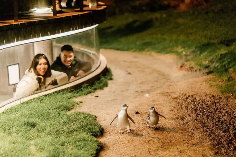 From Melbourne: Phillip Island Penguin Plus - Grandstand - The Itinerary: What to Expect on Your Day