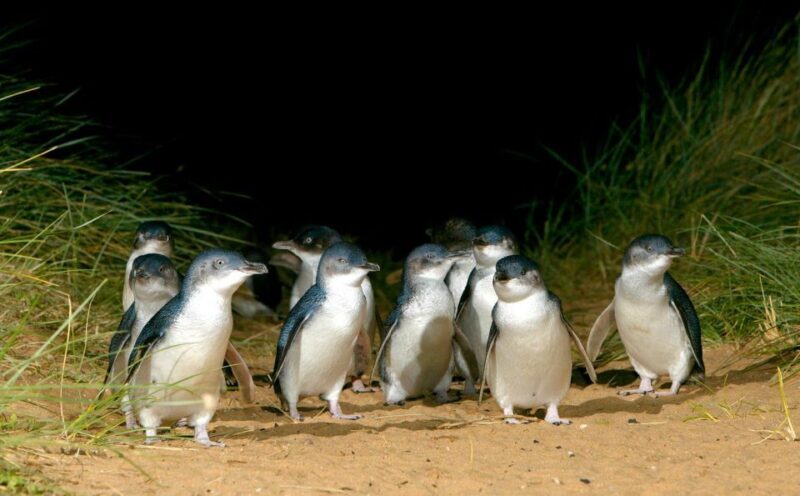 From Melbourne: Puffing Billy Train & Penguins Wildlife Tour - Why We Love This Tour