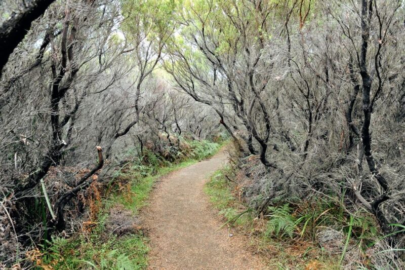 From Melbourne: Small Group Great Ocean Road Tour - The Overall Value