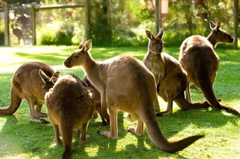 From Melbourne: Yarra Valley Wildlife & Wine Day Tour - An In-Depth Look at the Yarra Valley Wildlife & Wine Day Tour