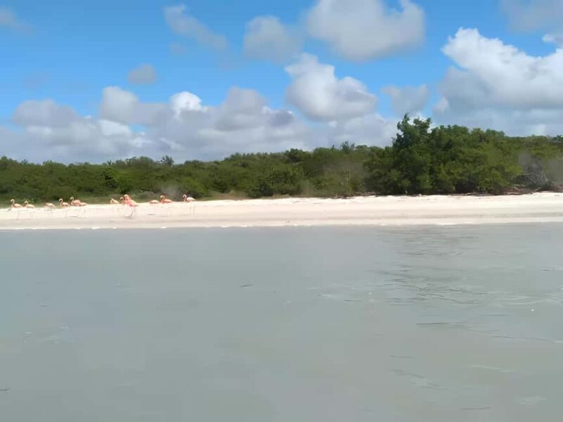 From Merida: Celestun, flamingos and beach - Starting from Mérida: Convenient Pickup and Transport