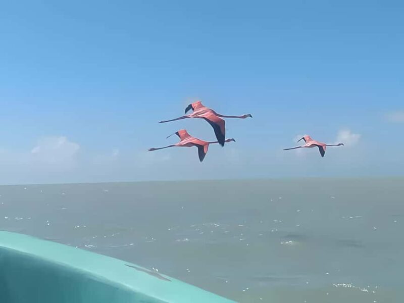 From Merida: Celestun, flamingos and beach - Mayan Bath: A Unique Cultural Touch
