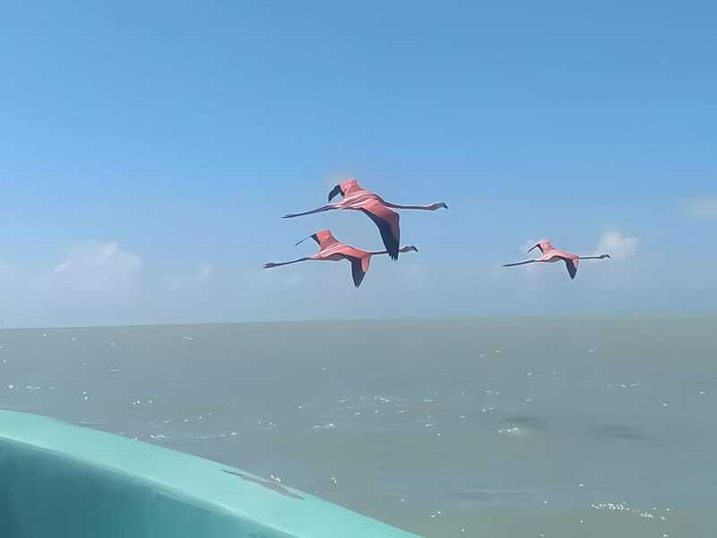 From Merida: Celestun, flamingos and beach - Authentic Experiences and Honest Impressions