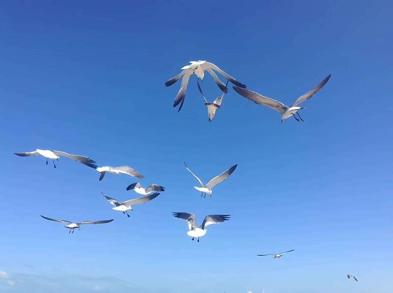 From Mérida: Enjoy nature, cenotes and beach in one day - Final Thoughts