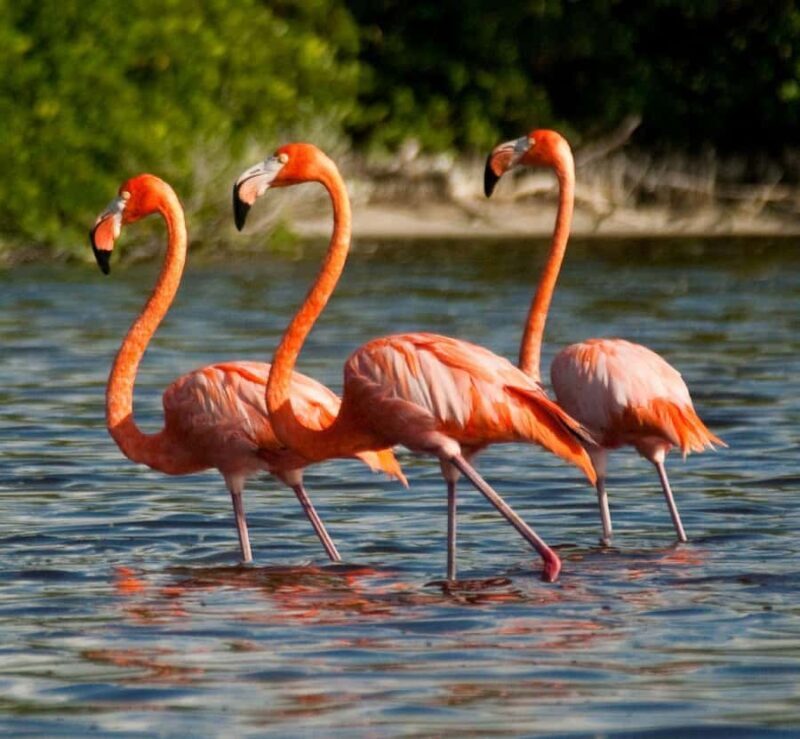 From Merida to Celestún: Biosphere, Flamingos & Beach Escape - The Sum Up: Who Will Love This Experience?