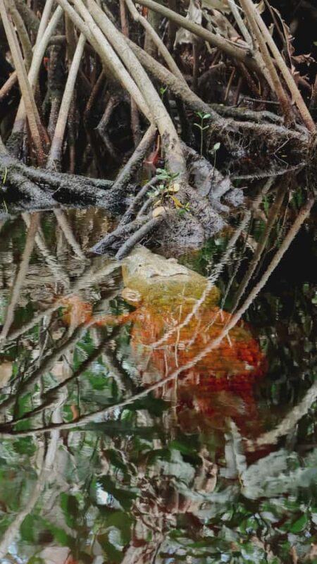 From Merida to Celestún: Biosphere, Flamingos & Beach Escape - FAQ