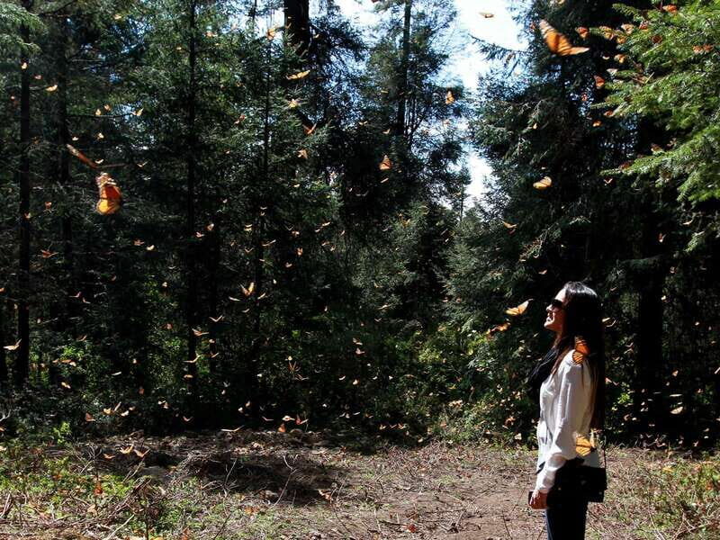 From Mexico City: 7-Day Monarch Butterfly Tour - From Mexico City: 7-Day Monarch Butterfly Tour