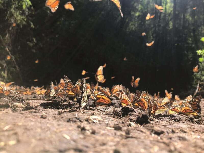 From Mexico City: 7-Day Monarch Butterfly Tour - Who Will Love This Trip?