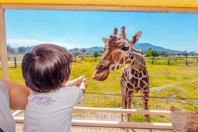 From Mexico City: Teotihuacan Tour & Reino Animal For Kids - The "Secret Stop" – A Brief Pause