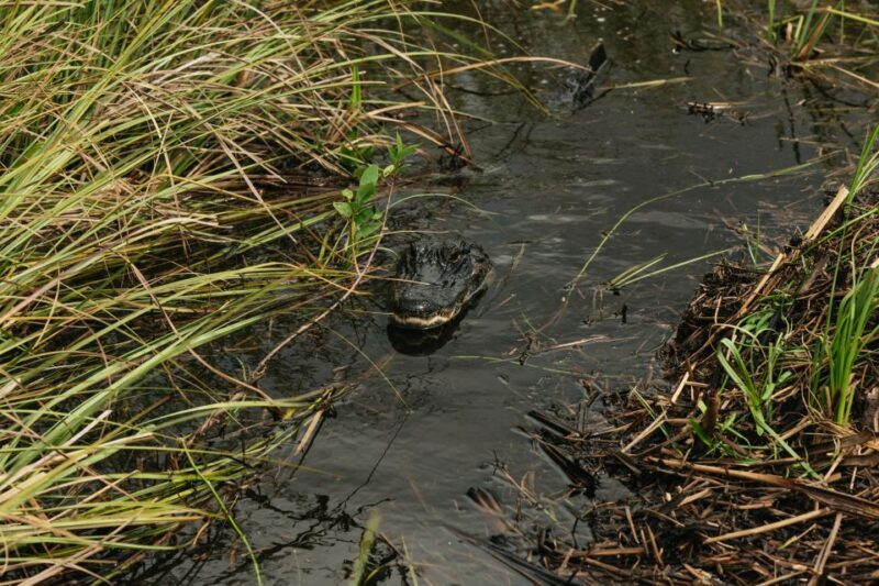 From Miami: Everglades Airboat Ride and Nature Walk - Why This Tour Is Worth Considering