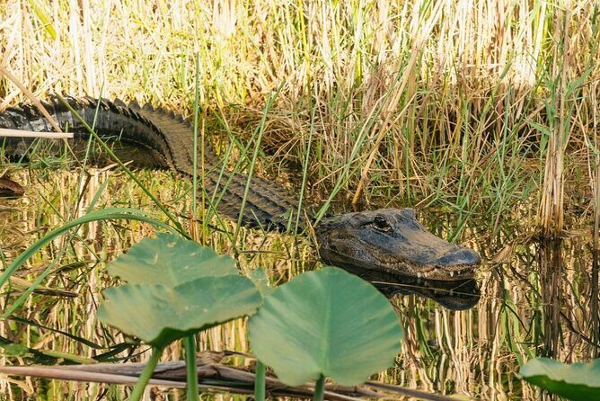From Miami: Everglades at Night with Airboat and Alligators Tour - What to Expect on the Tour