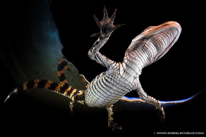 From Miami: Everglades at Night with Airboat and Alligators Tour - FAQ