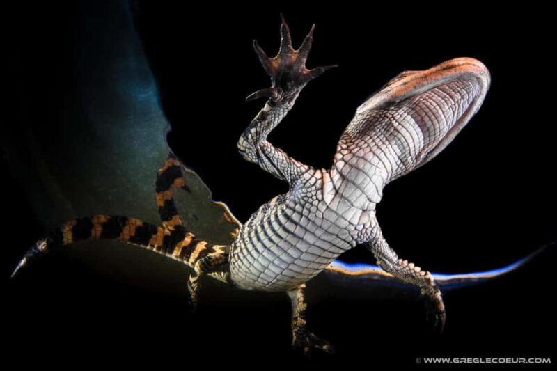 From Miami: Everglades at Night with Guided Airboat Tour - What We Love and What to Consider