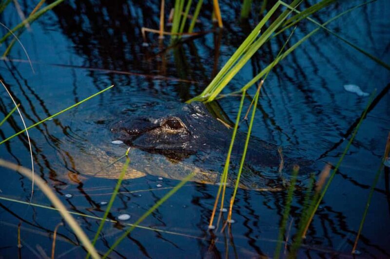From Miami: Everglades at Night with Guided Airboat Tour - Frequently Asked Questions