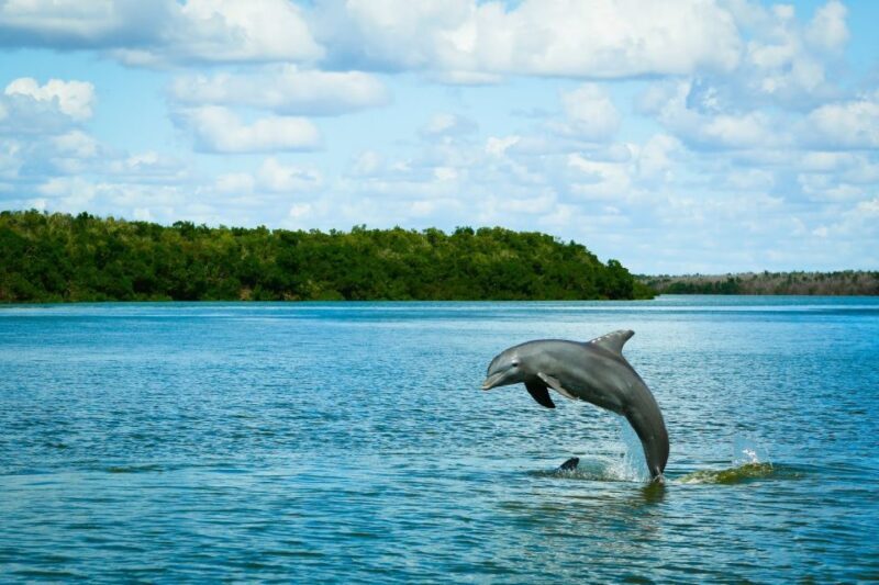 From Miami: Everglades Tour w/ Wet Walk, Boat Trips, & Lunch - Key Points