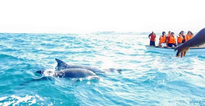 From Miami: Key West with Dolphin Watch or Snorkel Boat - An Honest Look at the Experience