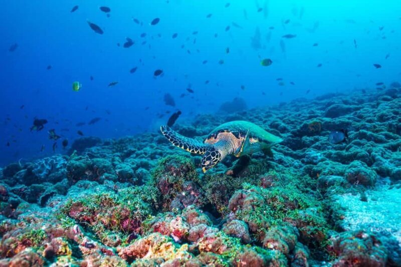 From Miami: Roundtrip Bimini Ferry with Hotel Transfers - The Authentic Touch: What Makes Bimini Special?