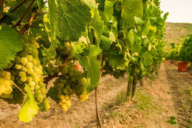 From Milan Full Day in Franciacorta 2 Wineries and Lunch - Introduction to the Tour Experience