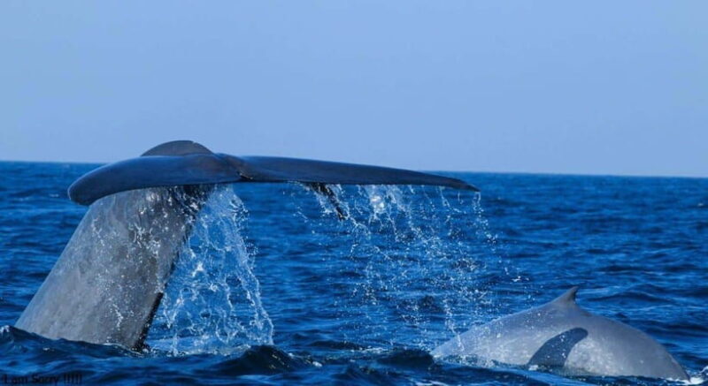 From Mirissa: All Inclusive Whales & Dolphin Watching Tour - Key Points