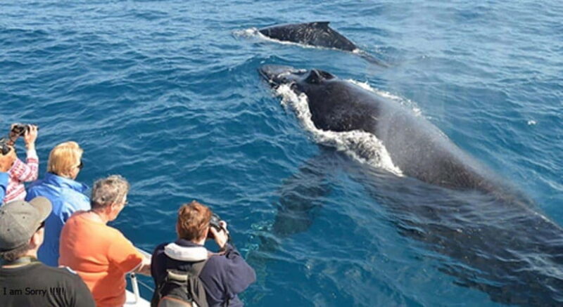 From Mirissa: All Inclusive Whales & Dolphin Watching Tour - Why Choose This Tour?