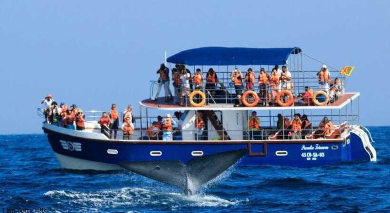 From Mirissa: All Inclusive Whales & Dolphin Watching Tour - FAQ