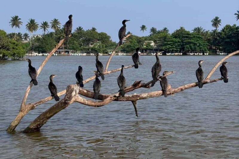 From Mirissa: Crocodile Watching River Boat Safari - An In-Depth Look at the Crocodile Watching Safari
