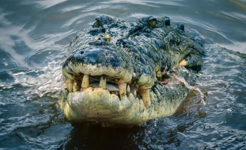 From Mirissa: Crocodile Watching River Boat Safari - Practical Tips for Your Crocodile Safari