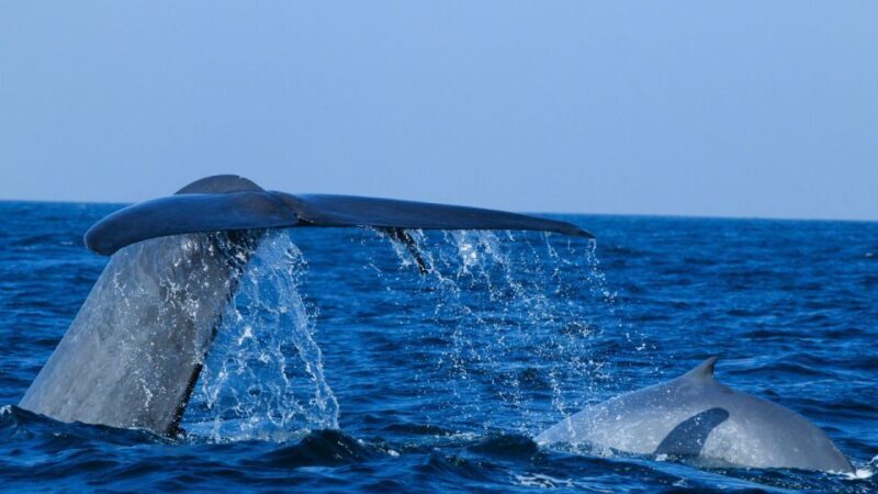 From Mirissa: Private Whale Watching Tour With Sunset - An In-Depth Look at the Mirissa Whale Watching Tour