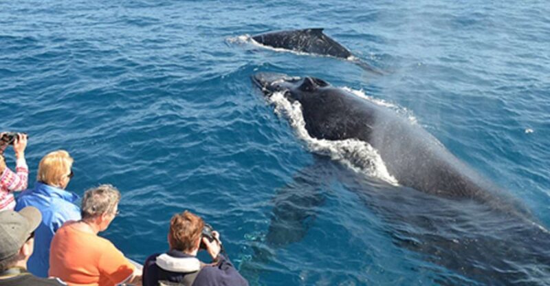From Mirissa: Private Whale Watching Tour With Sunset - Who Should Consider This Tour?