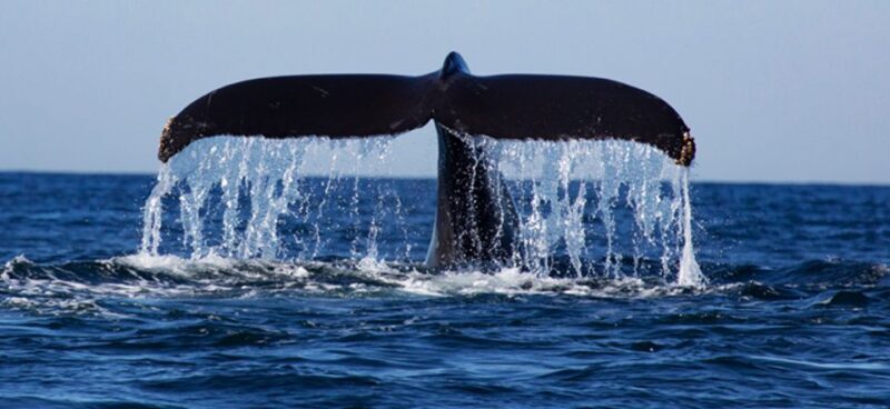 From Mirissa: Private Whale Watching Tour With Sunset - FAQ