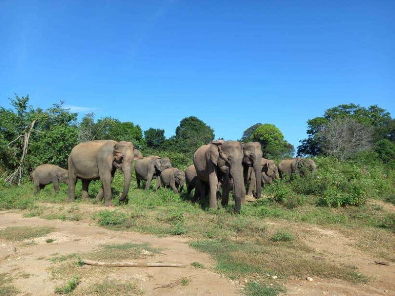 From Mirissa/ Weligama : Udawalawe Safari - Day Trip - An In-Depth Look at the Udawalawe Day Trip